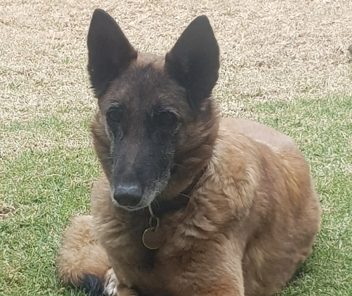 Rehoming a working dog - SafeLane UK UXO