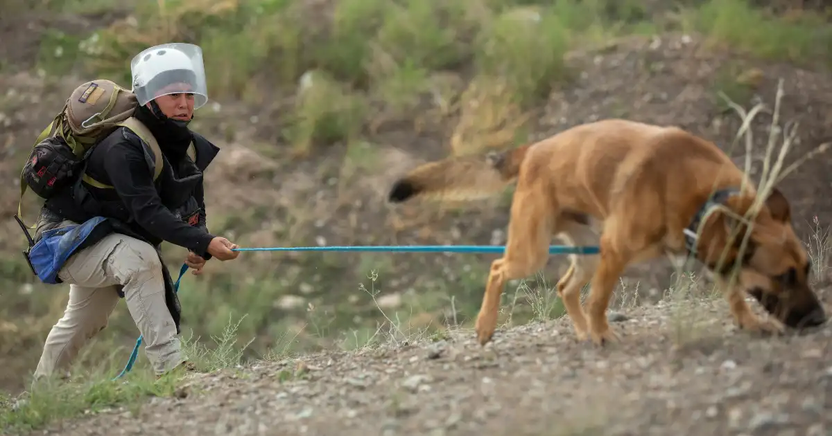 Canine detection and explosive detection dog services | SafeLane Global